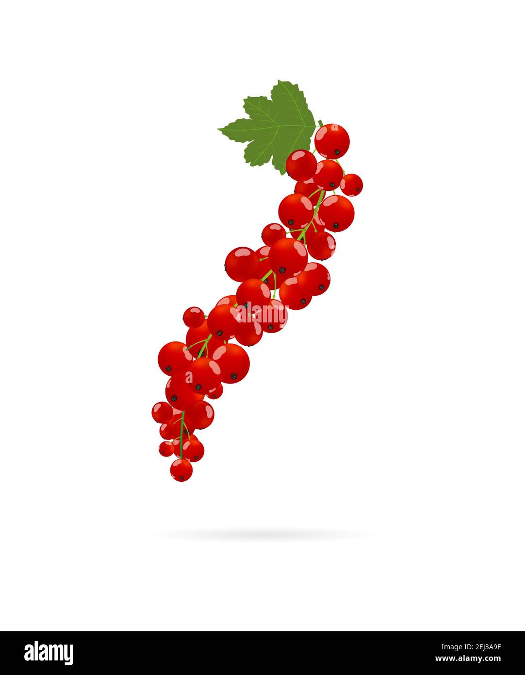 Red currant on cluster with eaf. Vector illustration on white ...