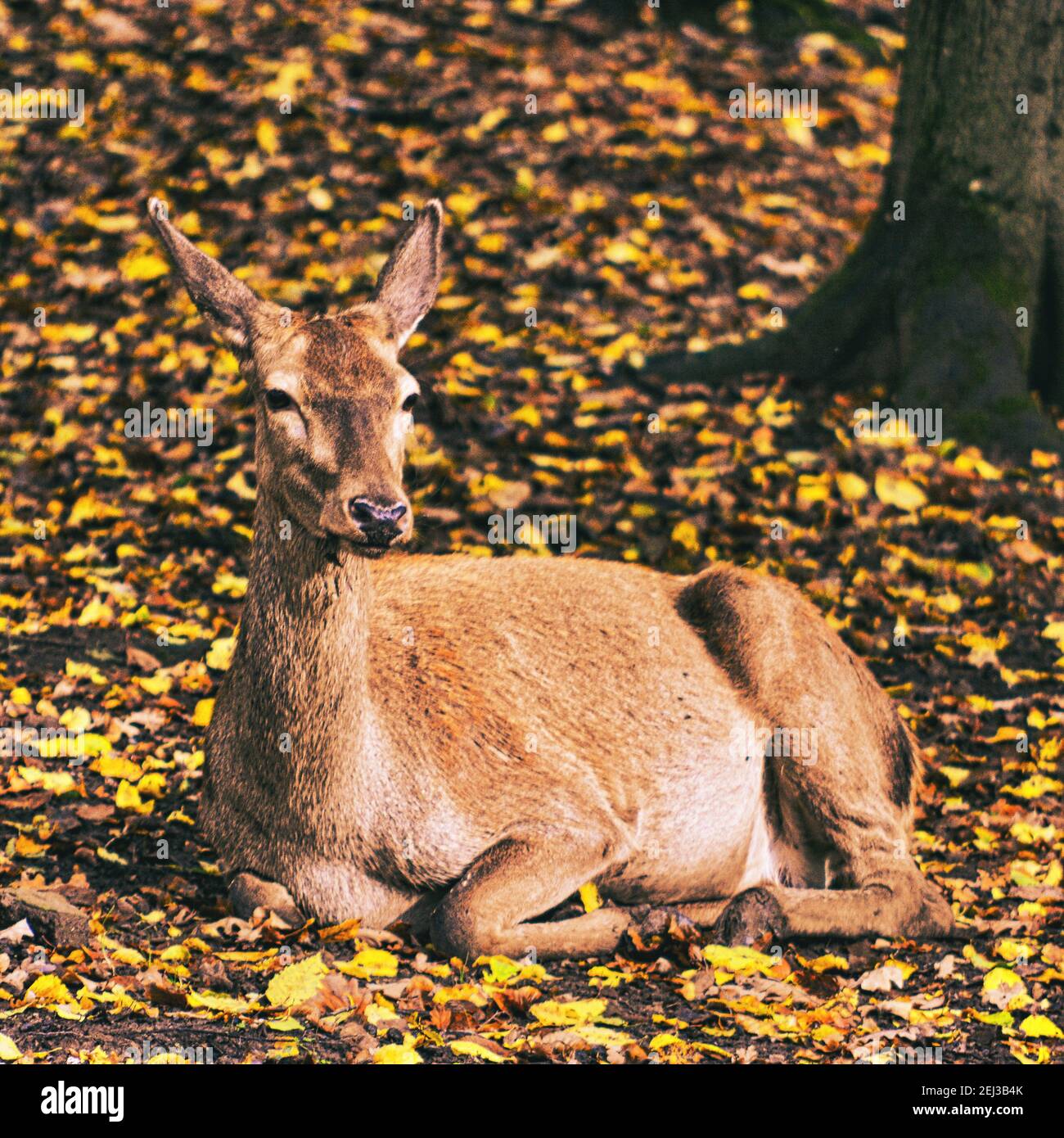 Red deer sitting in the autumn forest with leaves around Stock Photo ...
