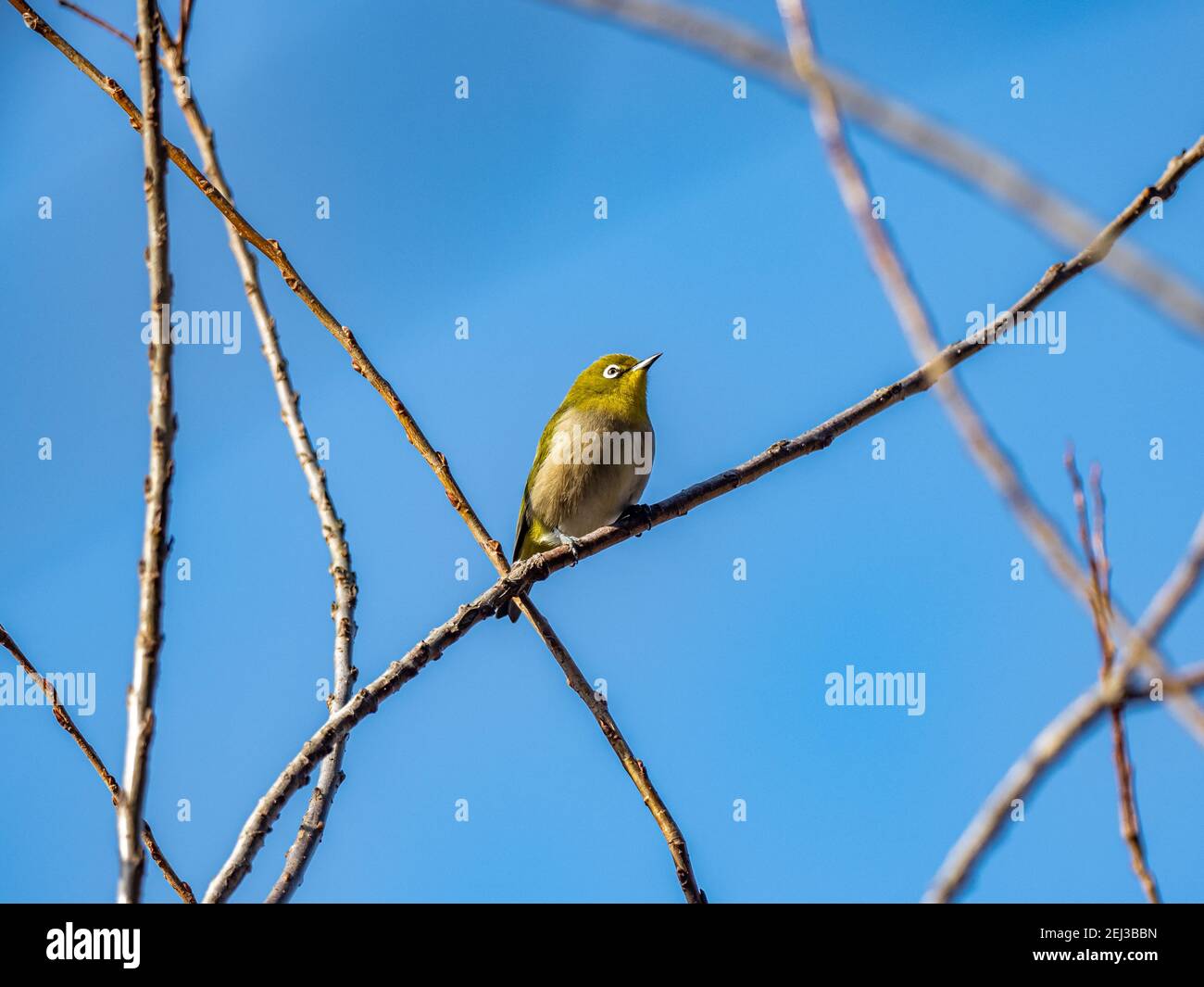 A Japanese white-eye, also called a warbling white-eye or mountain ...