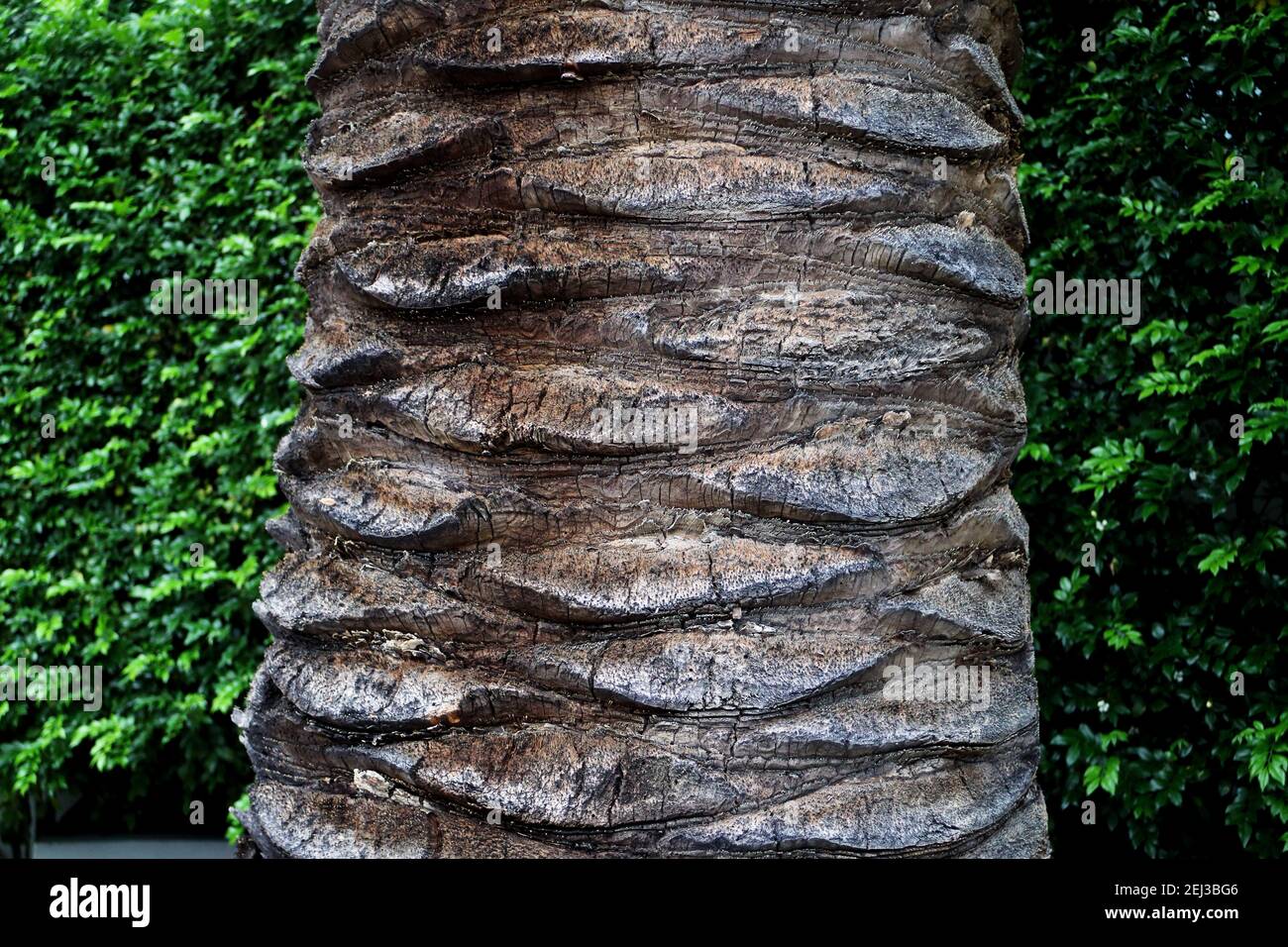 Palm tree trunk texture hi-res stock photography and images - Alamy