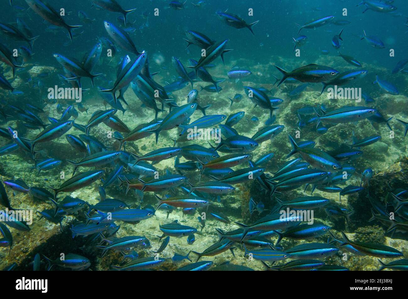 School of Neon Fusilier ( Pterocaesio tile ), swimming over rocky reef ...