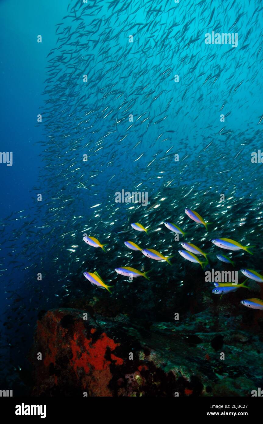Family of Caesionidae. The Blue-and-yellow Fusilier (Caesio teres) and ...