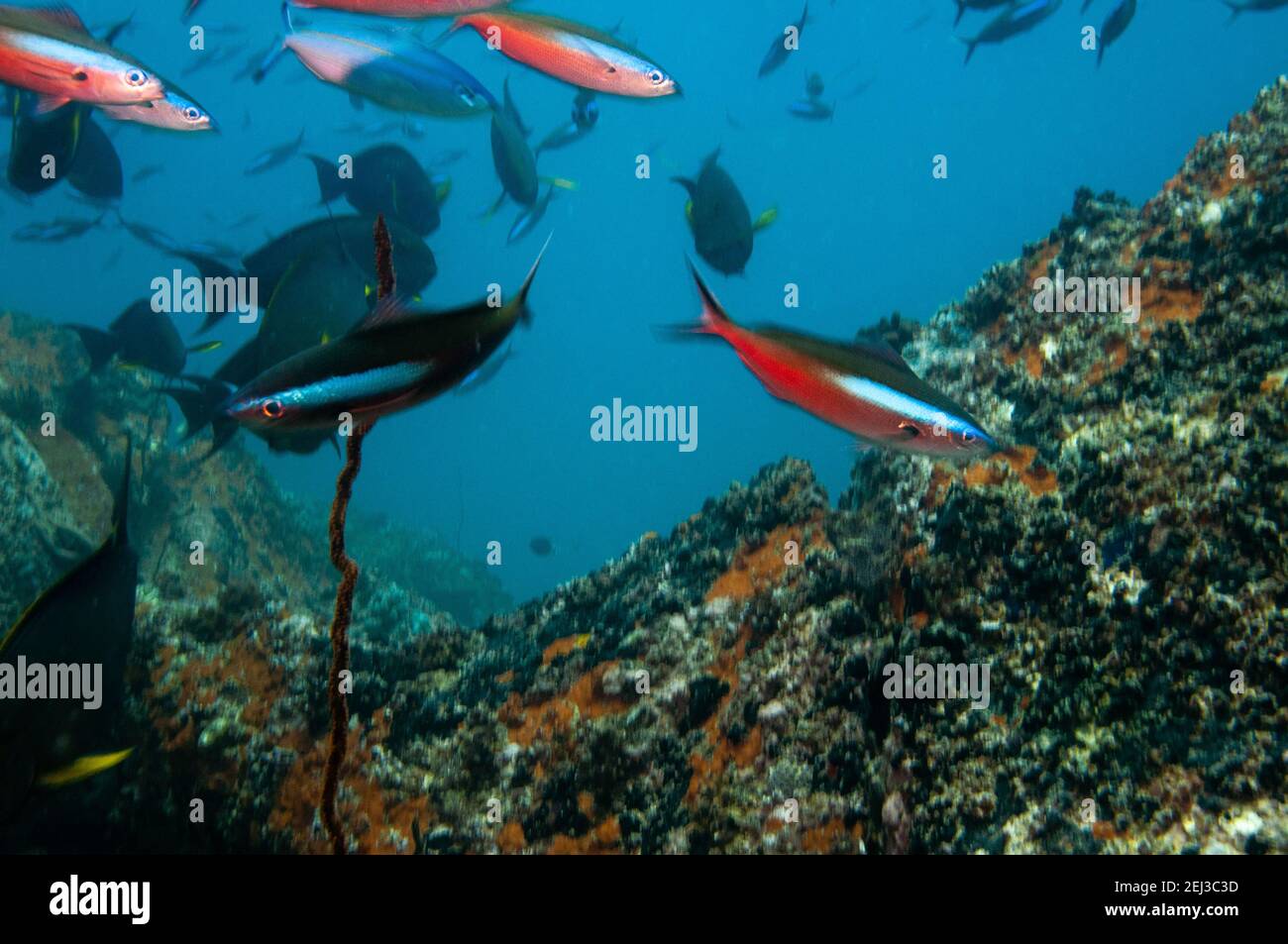 School of Neon Fusilier ( Pterocaesio tile ), swimming over rocky reef ...