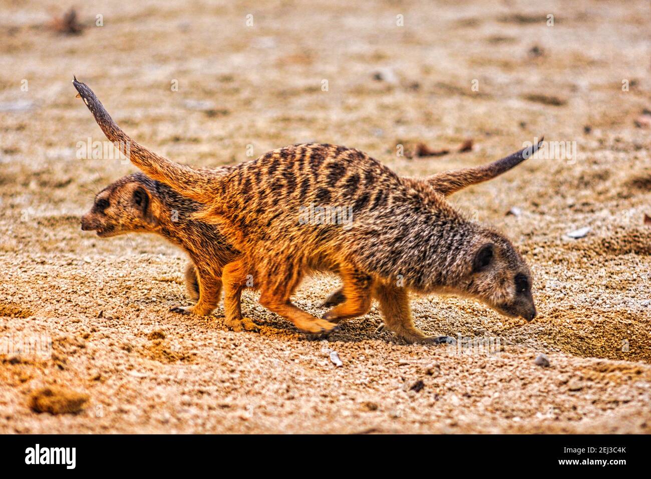 Southern germnay hi-res stock photography and images - Alamy