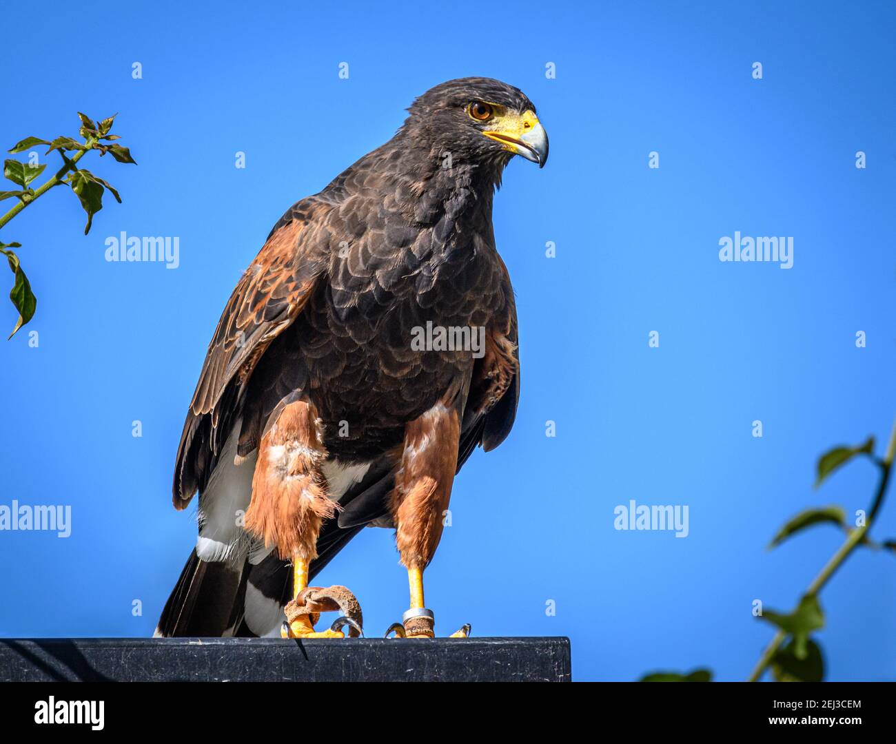 Harris Hawk, Funchal Madeira Stock Photo - Alamy