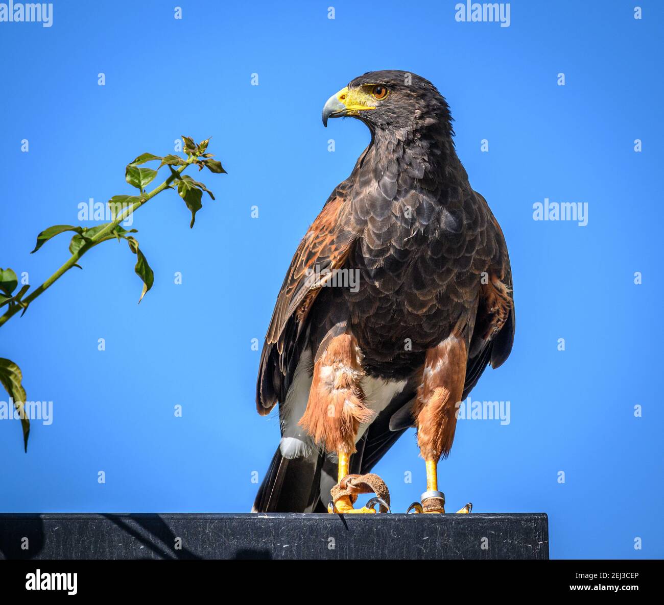 Harris Hawk, Funchal Madeira Stock Photo - Alamy