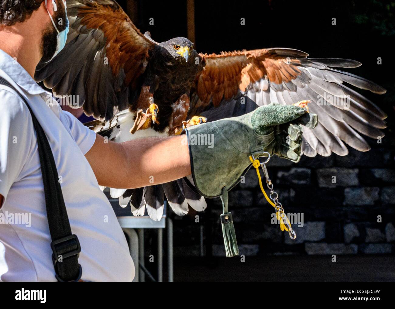 Harris Hawk, Funchal Madeira Stock Photo - Alamy