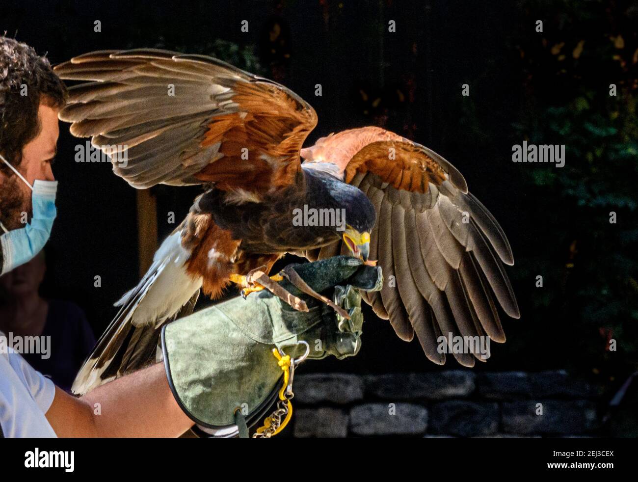 Harris Hawk, Funchal Madeira Stock Photo - Alamy