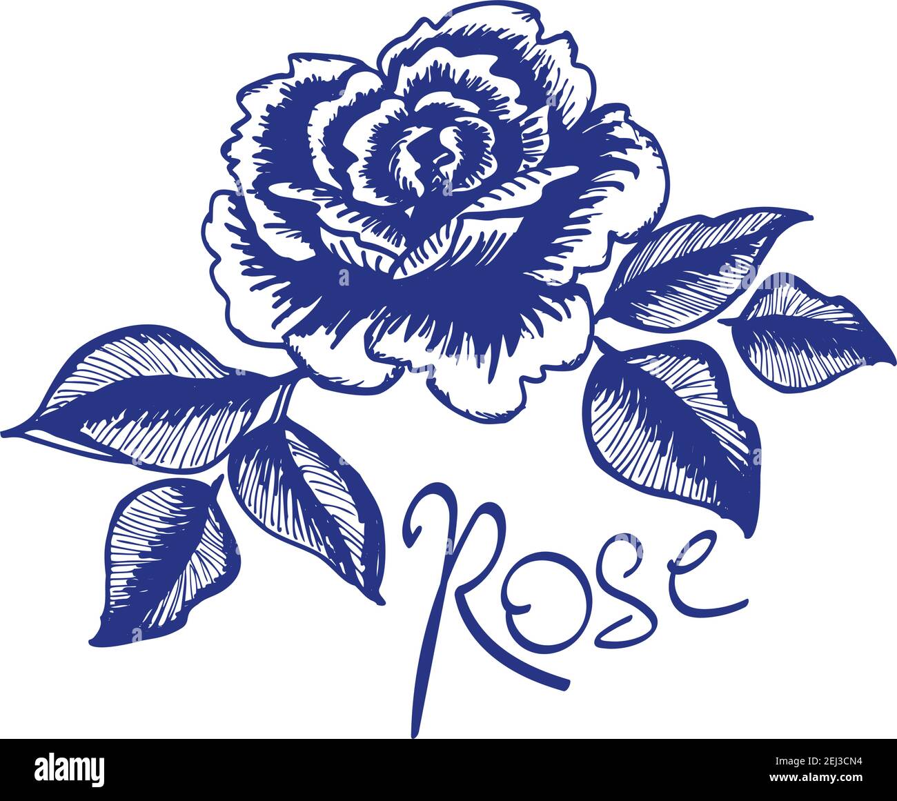 Blue rose ink drawn flower with leaves Stock Vector Image & Art - Alamy