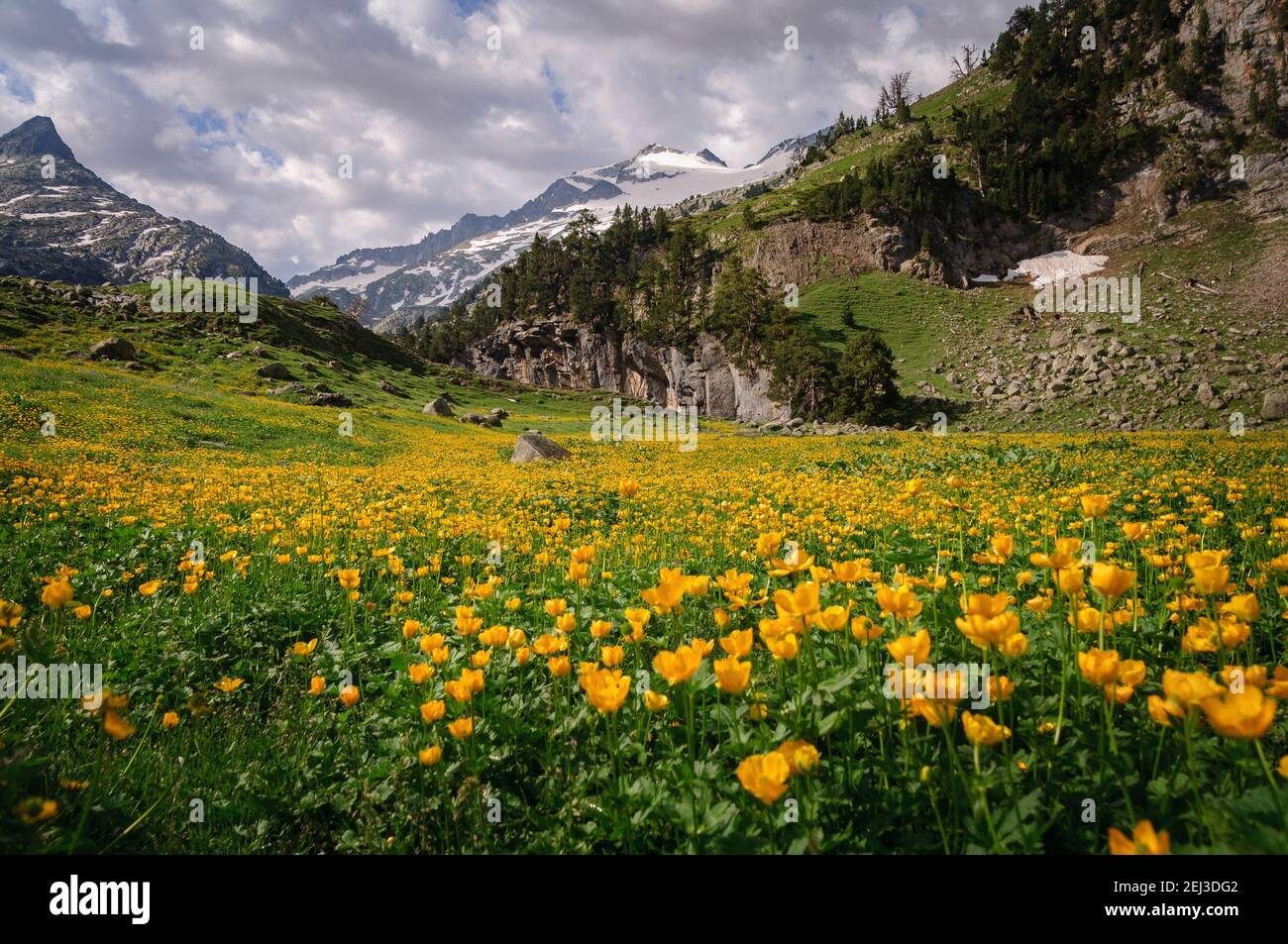 Flores verdes del parque hi-res stock photography and images - Alamy