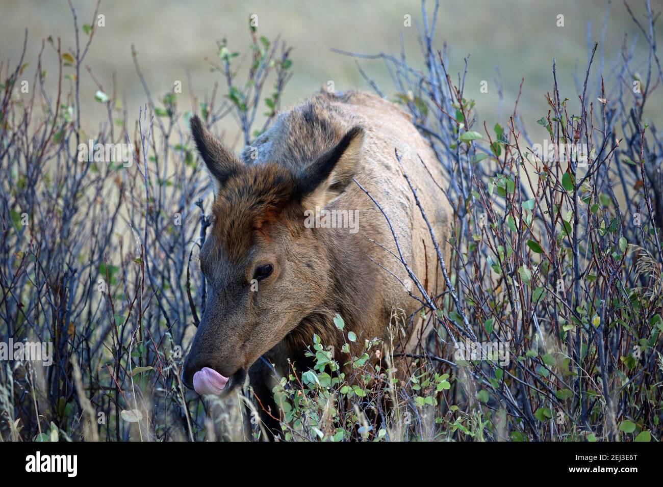 Female elk tongue - Rocky Mountains National Park, Colorado Stock Photo ...