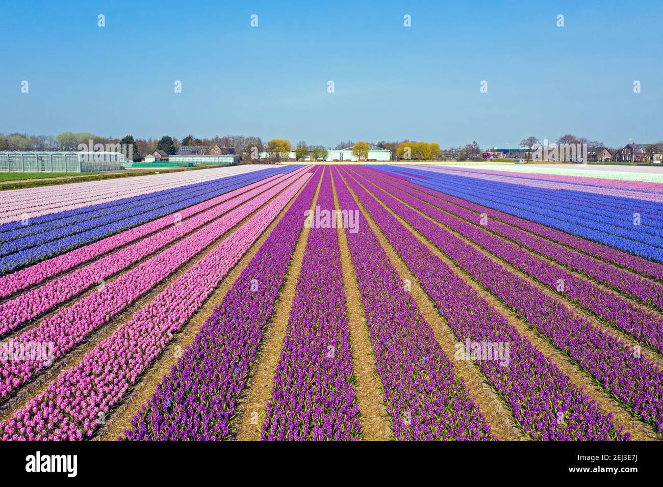 Aerial from blossoming hyacinth fields in the Netherlands Stock Photo ...