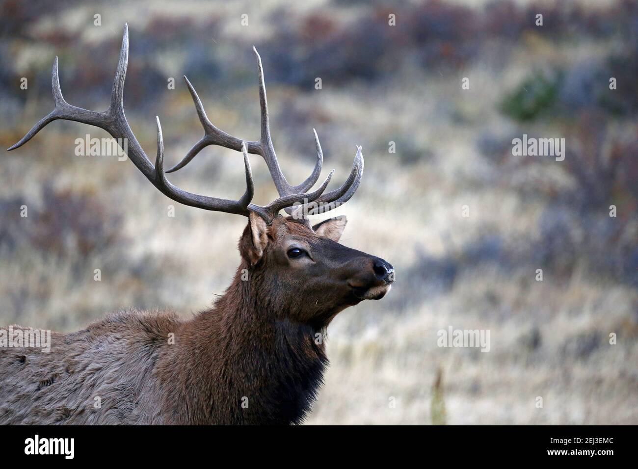 Beautiful elk hi-res stock photography and images - Alamy
