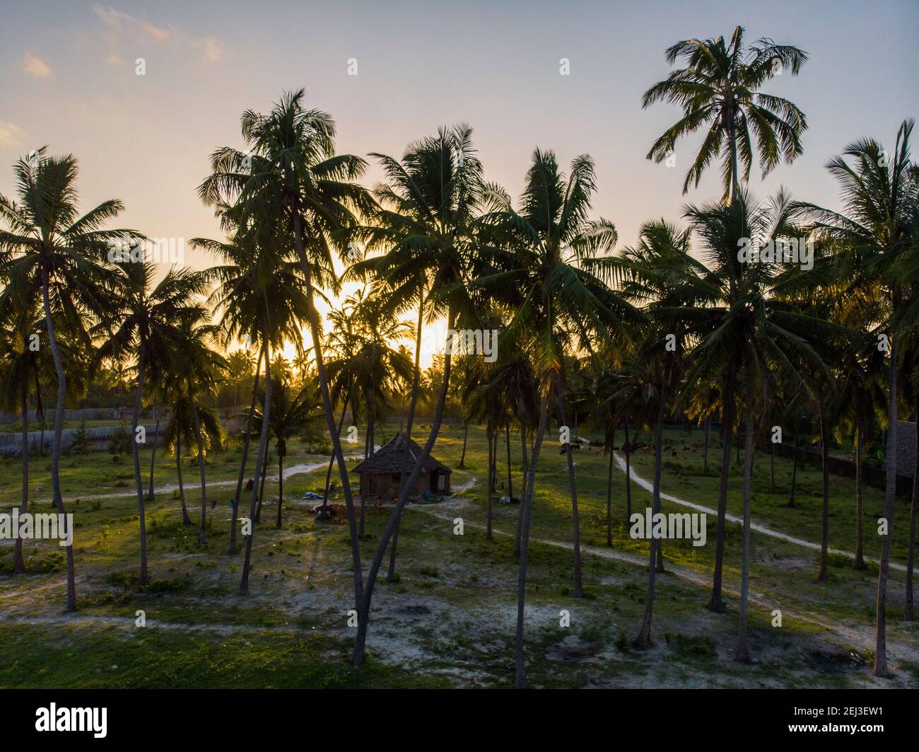 Sunset beams through palm trees hi-res stock photography and images - Alamy