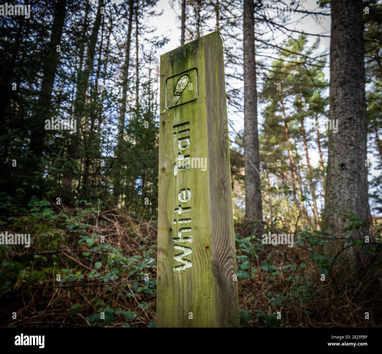 A sign for a white trail in a forest walk Stock Photo - Alamy