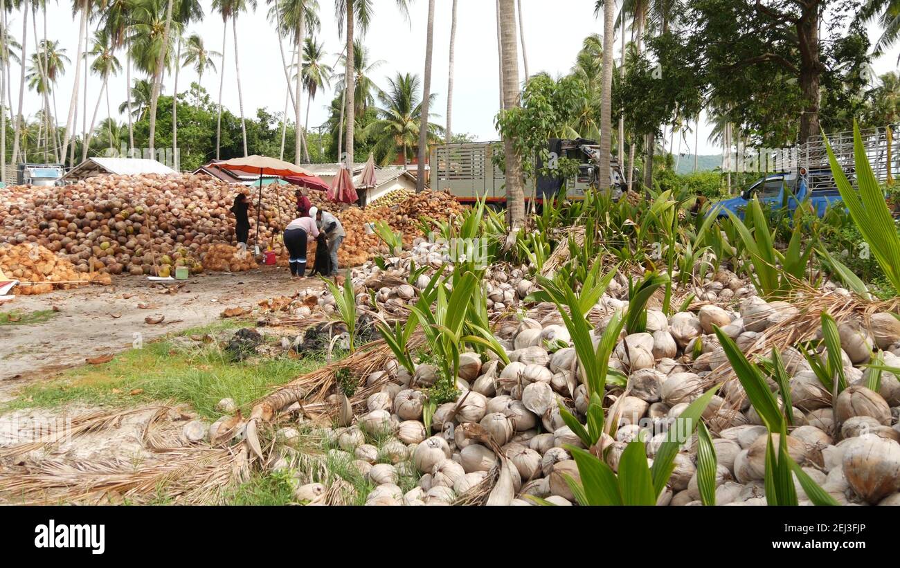 KOH SAMUI ISLAND, THAILAND - 1 JULY 2019: Asian thai men working on ...