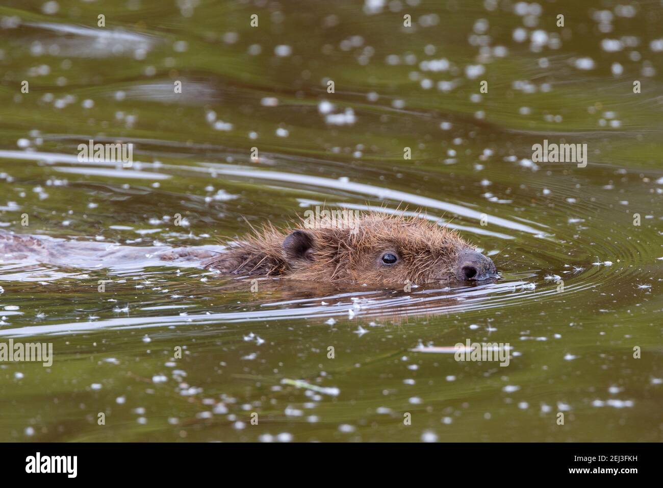 European beaver (Castor fiber), captive, UK Stock Photo - Alamy