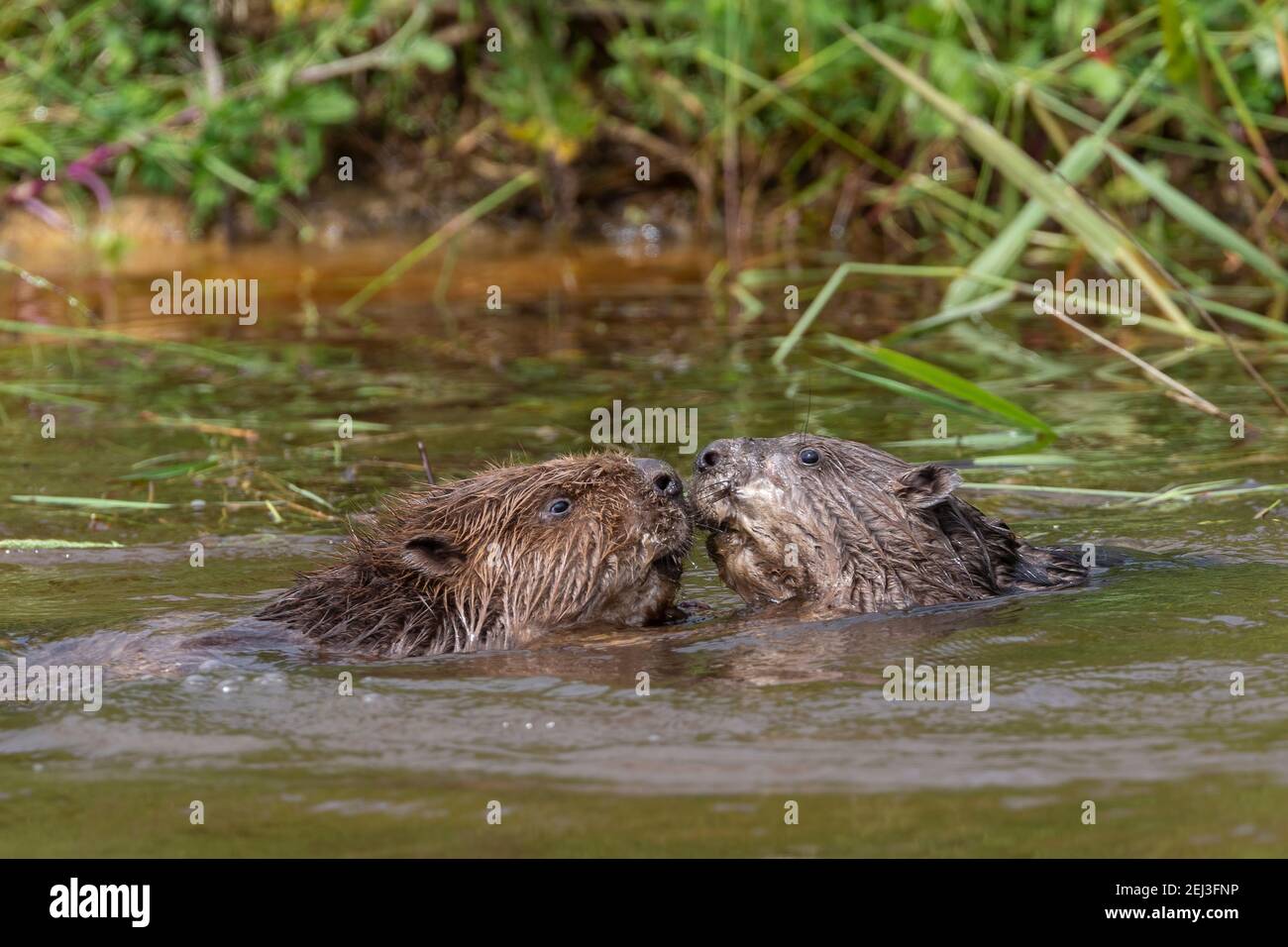 European beavers (Castor fiber), captive, UK Stock Photo - Alamy