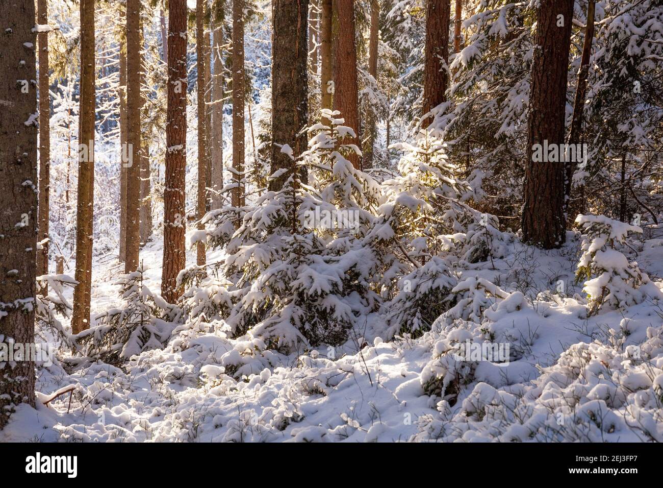 Beautiful snowy forest hi-res stock photography and images - Alamy
