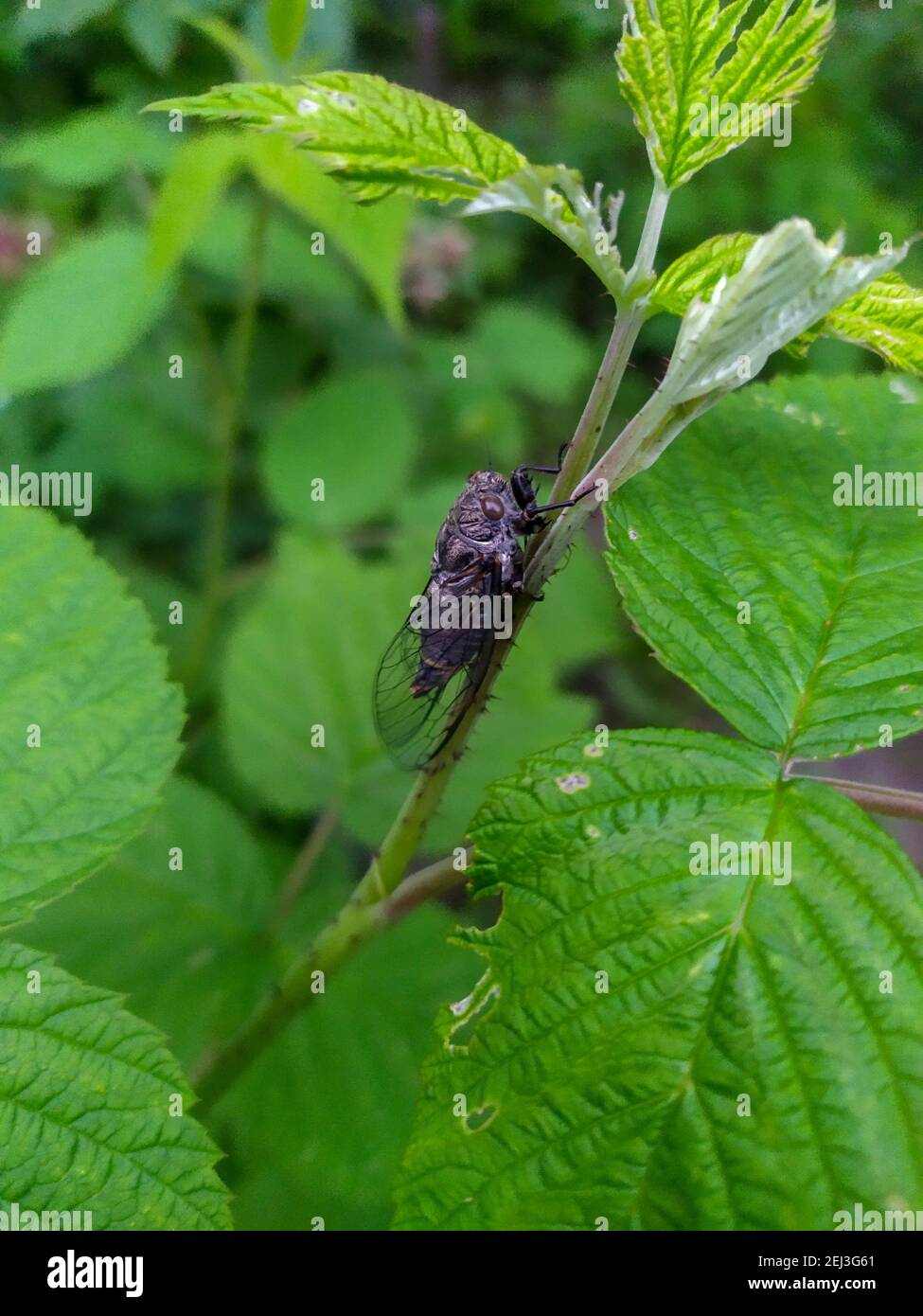 A Cicada fly on a stem of a green plant Stock Photo - Alamy
