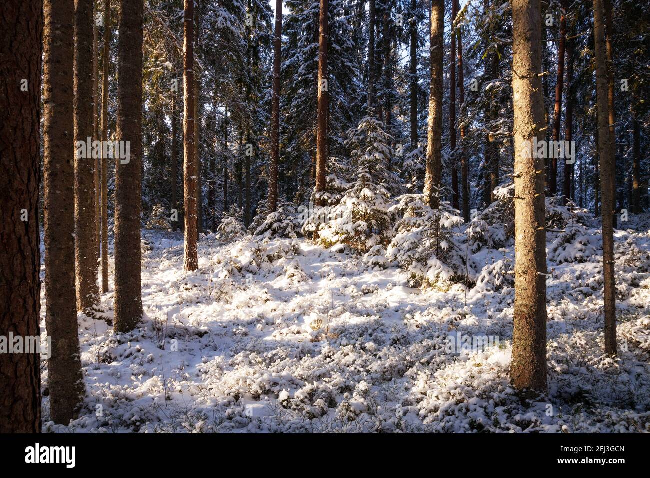 Beautiful snowy forest hi-res stock photography and images - Alamy
