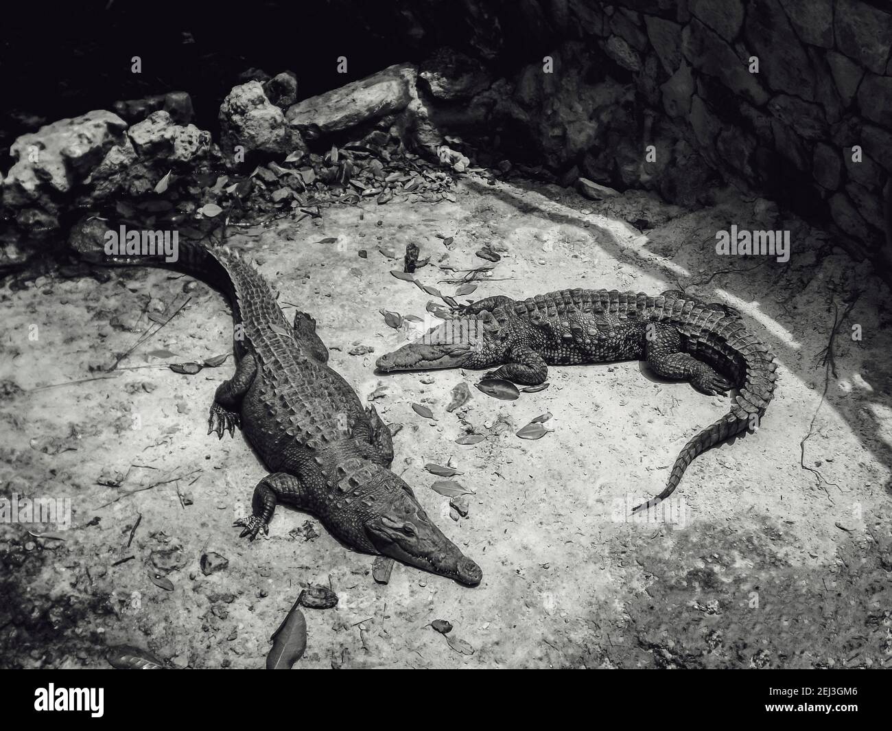 Two crocodiles in a zoo in Mexico Stock Photo - Alamy