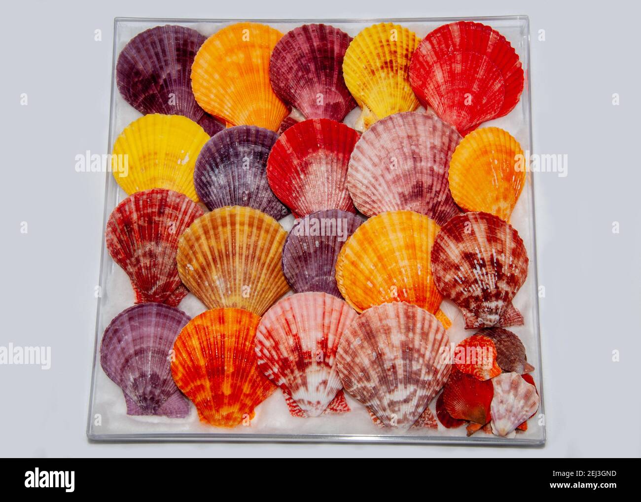 Various and colorful seashells hi-res stock photography and images - Alamy