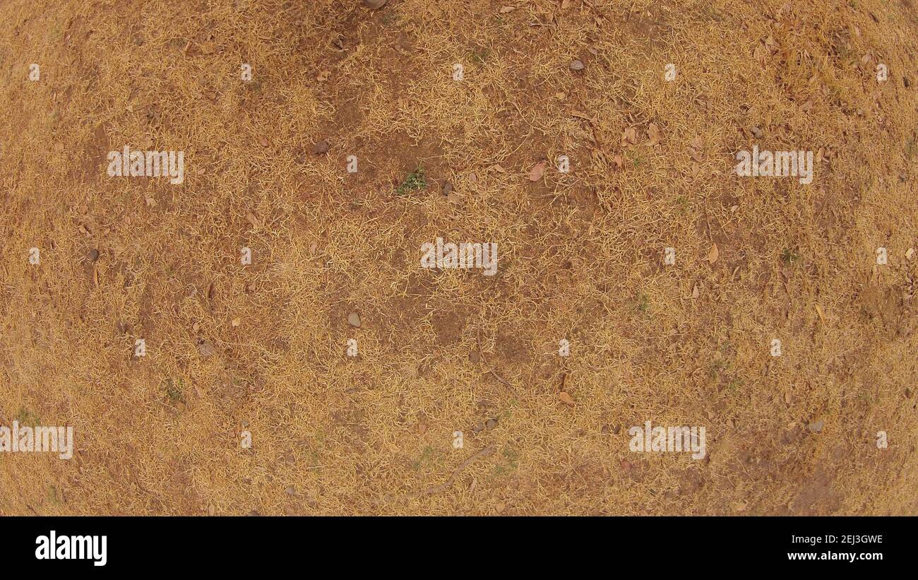 A brown dry grass texture background Stock Photo - Alamy