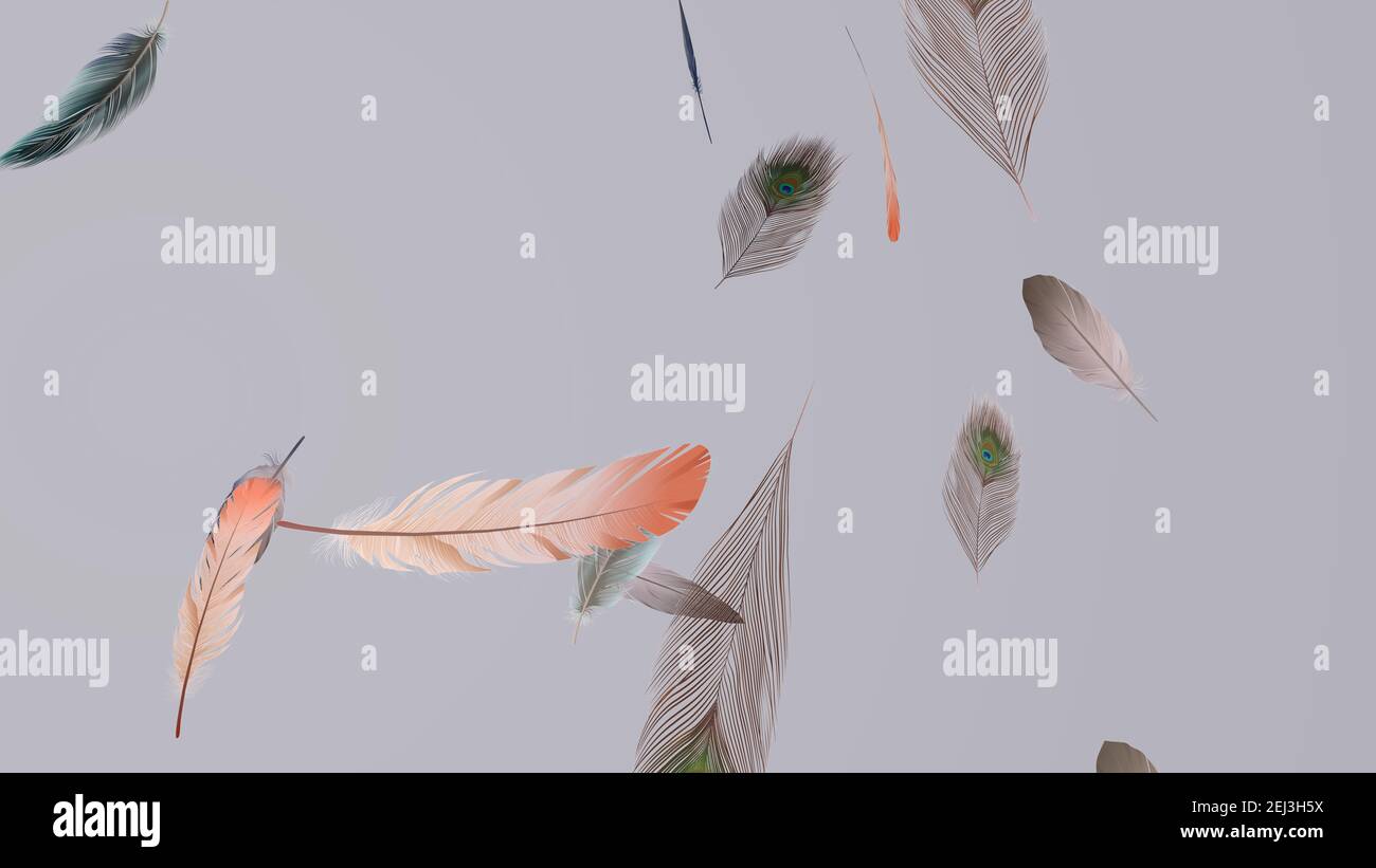 Silky feathers hi-res stock photography and images - Alamy