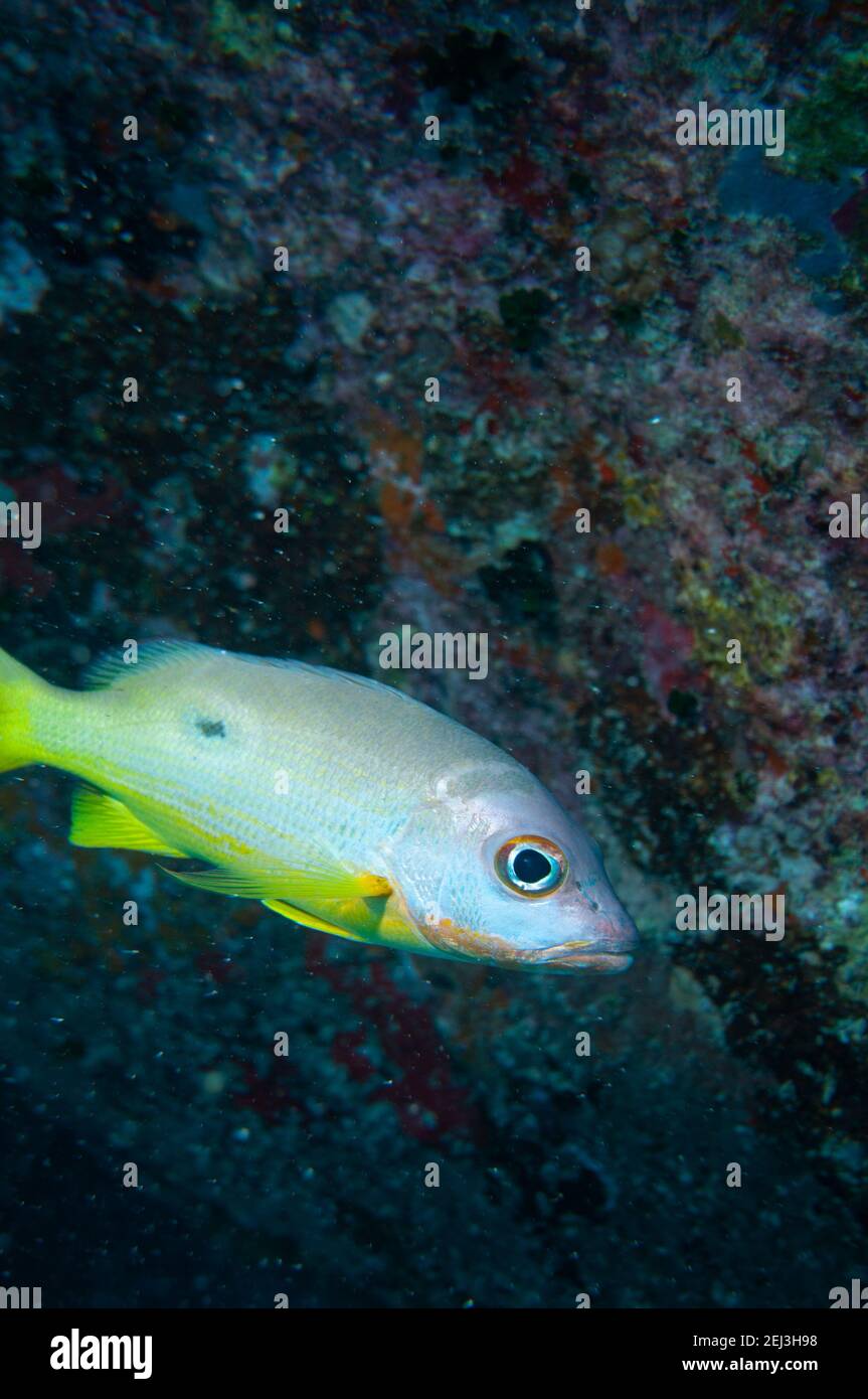 A vertical shot of small green and silver fish swimming in an aquarium ...