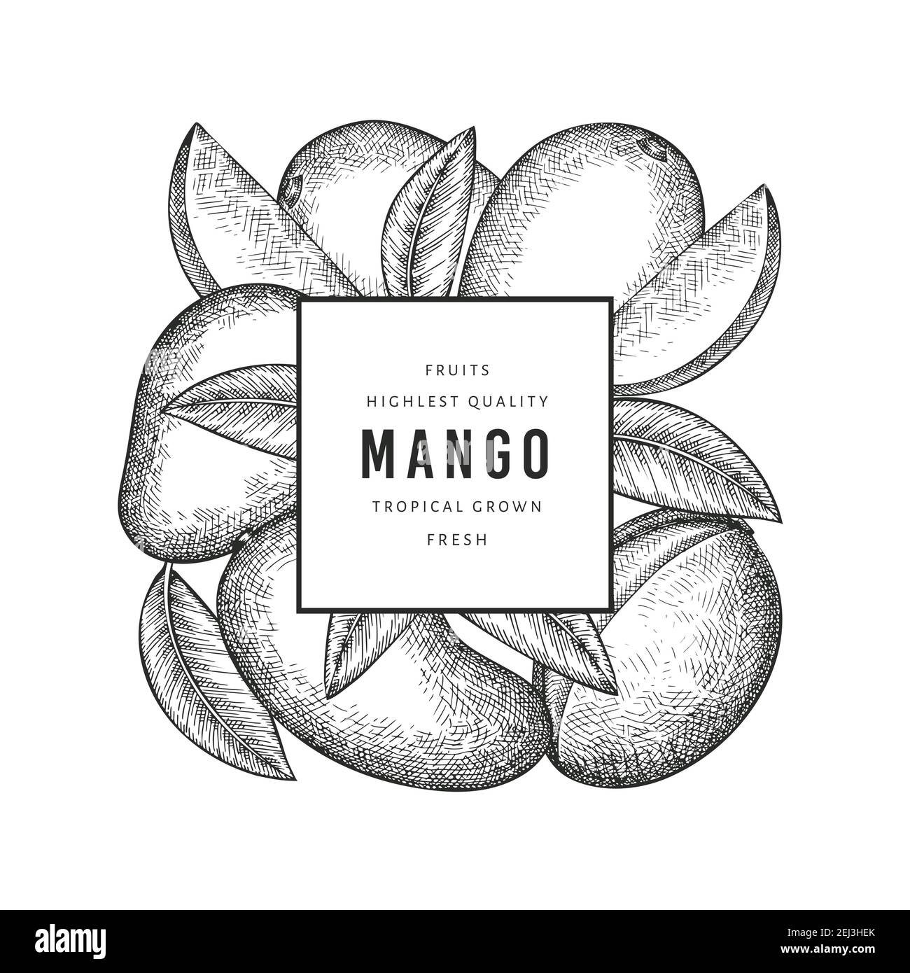 Hand drawn sketch style mango banner. Organic fresh fruit vector ...