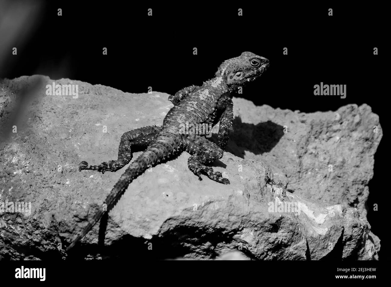 Bearded Dragon lizard sunbathing on rock Stock Photo - Alamy