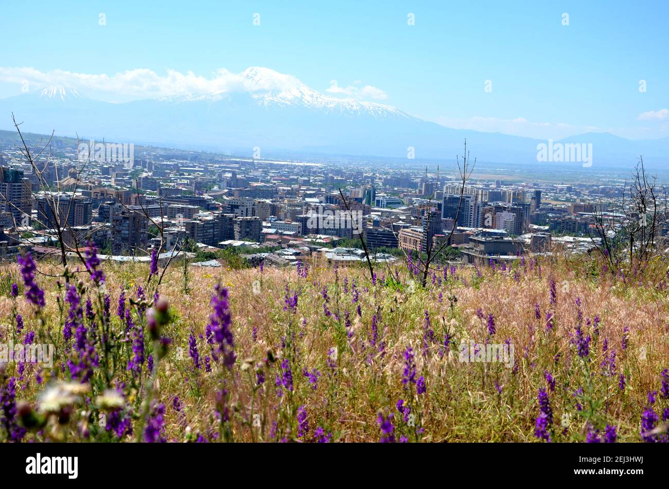 flower meadow and view over Yerevan to Mount Ararat Stock Photo - Alamy