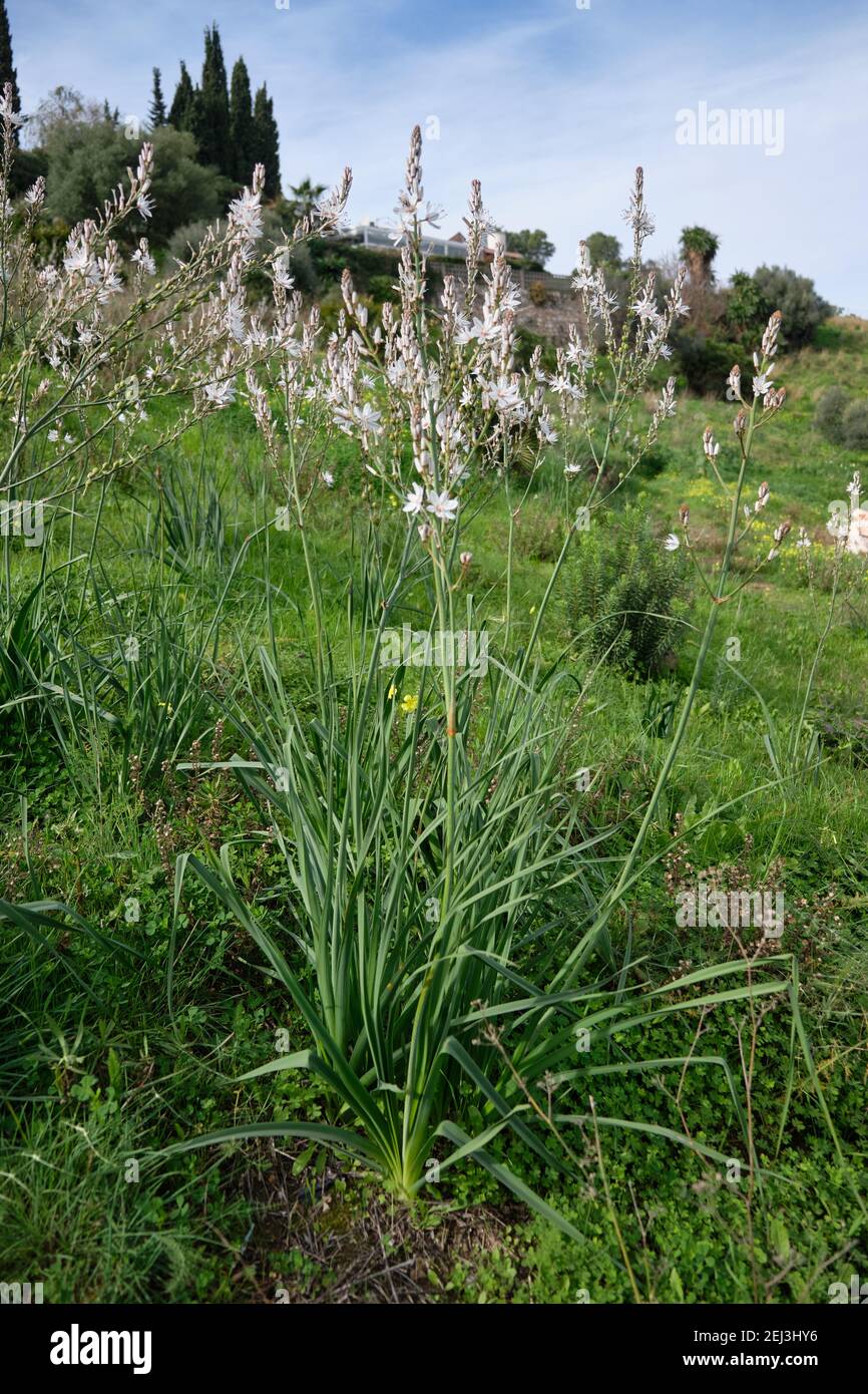 Asphodel Albus High Resolution Stock Photography and Images - Alamy