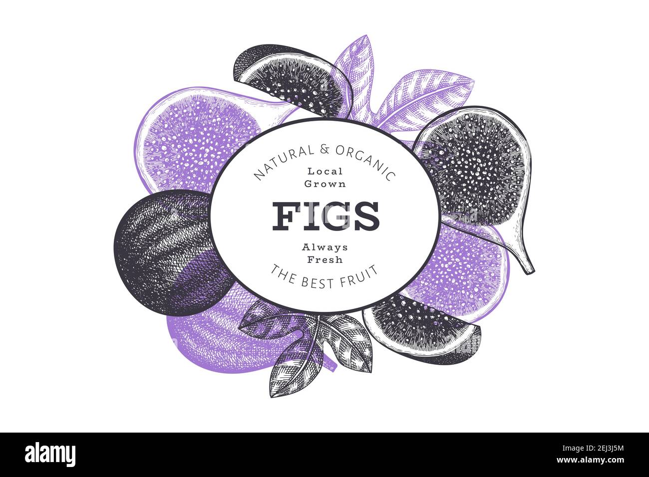 Hand drawn fig fruits design template. Organic fresh food vector ...