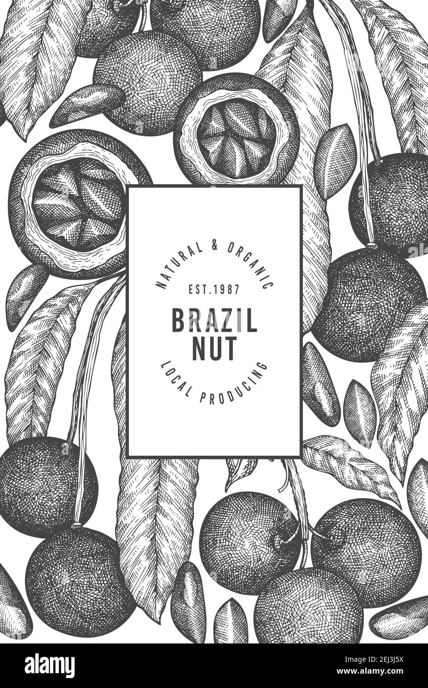 Brazilian nut tree Stock Vector Images - Alamy