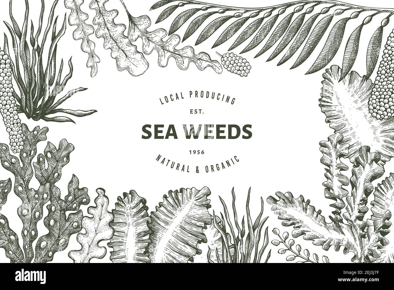 Seaweed design template. Hand drawn vector seaweeds illustration ...
