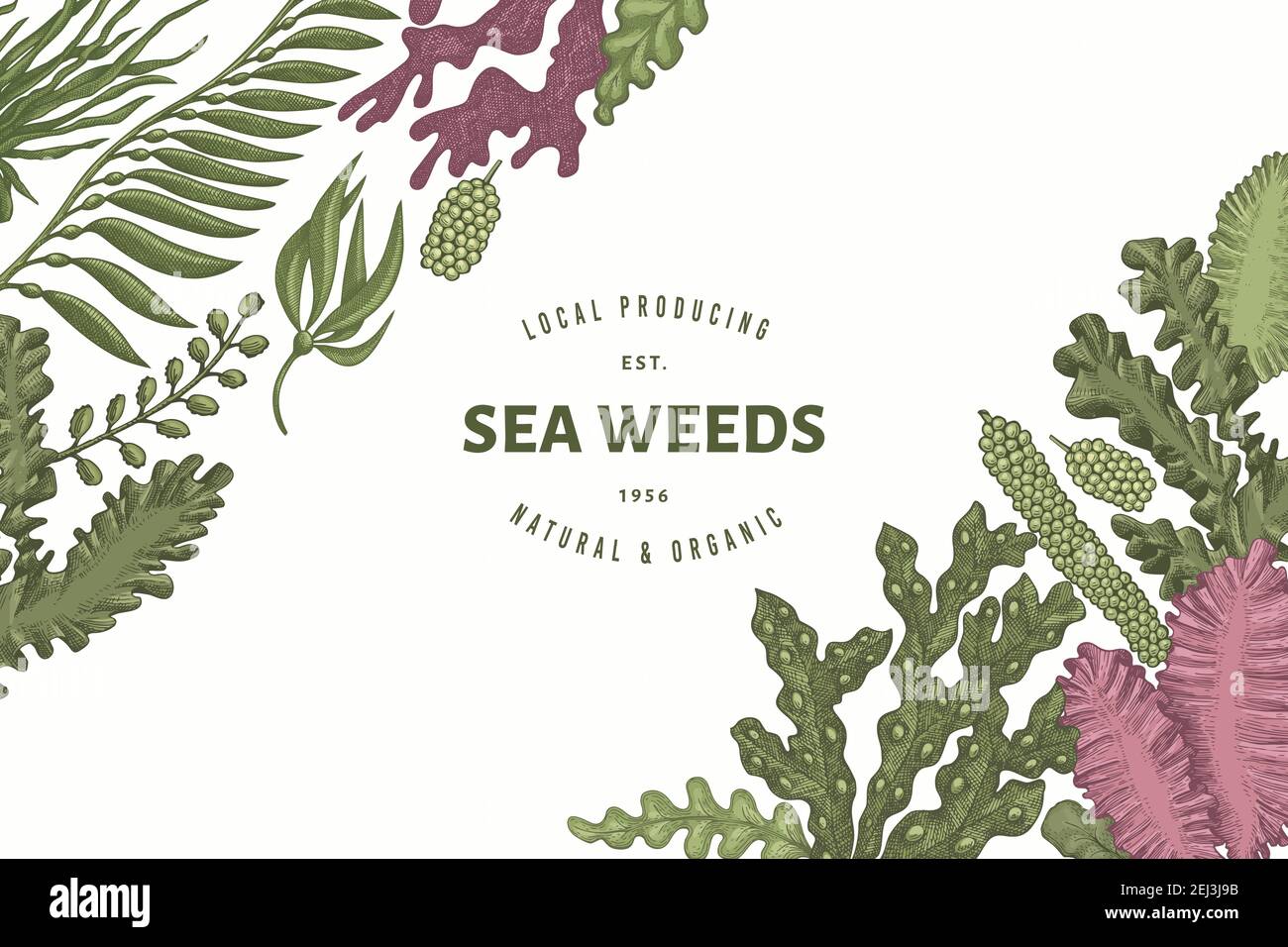 Seaweed design template. Hand drawn vector seaweeds illustration ...