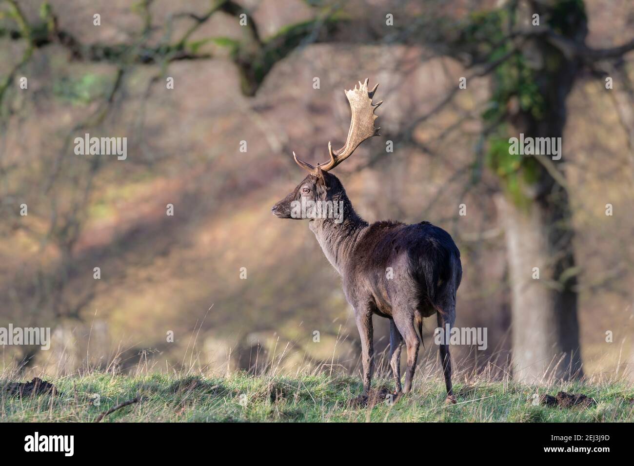 Melanistic Whitetail Deer