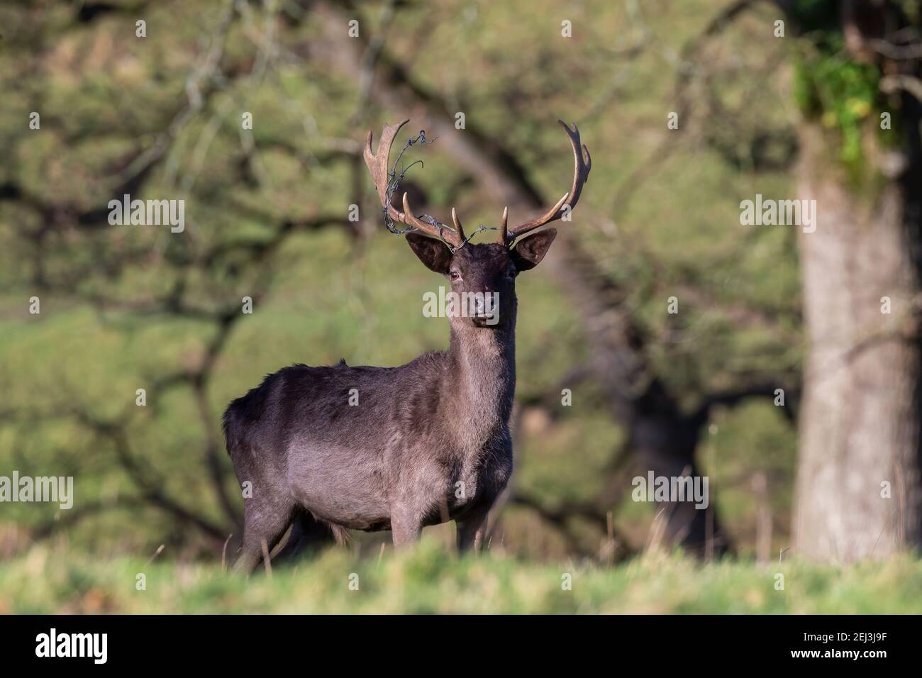 Melanistic fallow deer buck (Dama dama) with barbed wire stuck in ...