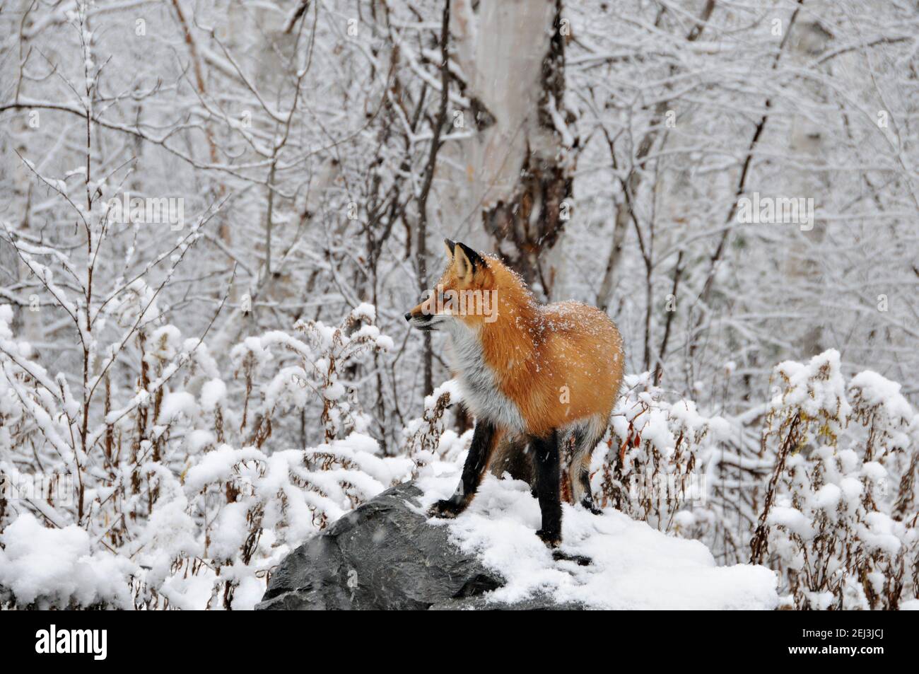 Red fox in forest photo and image hi-res stock photography and images ...
