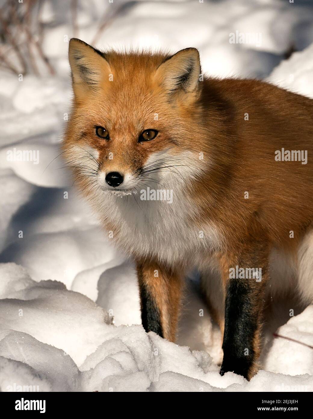Red fox head shot close-up profile side in the winter season in its ...