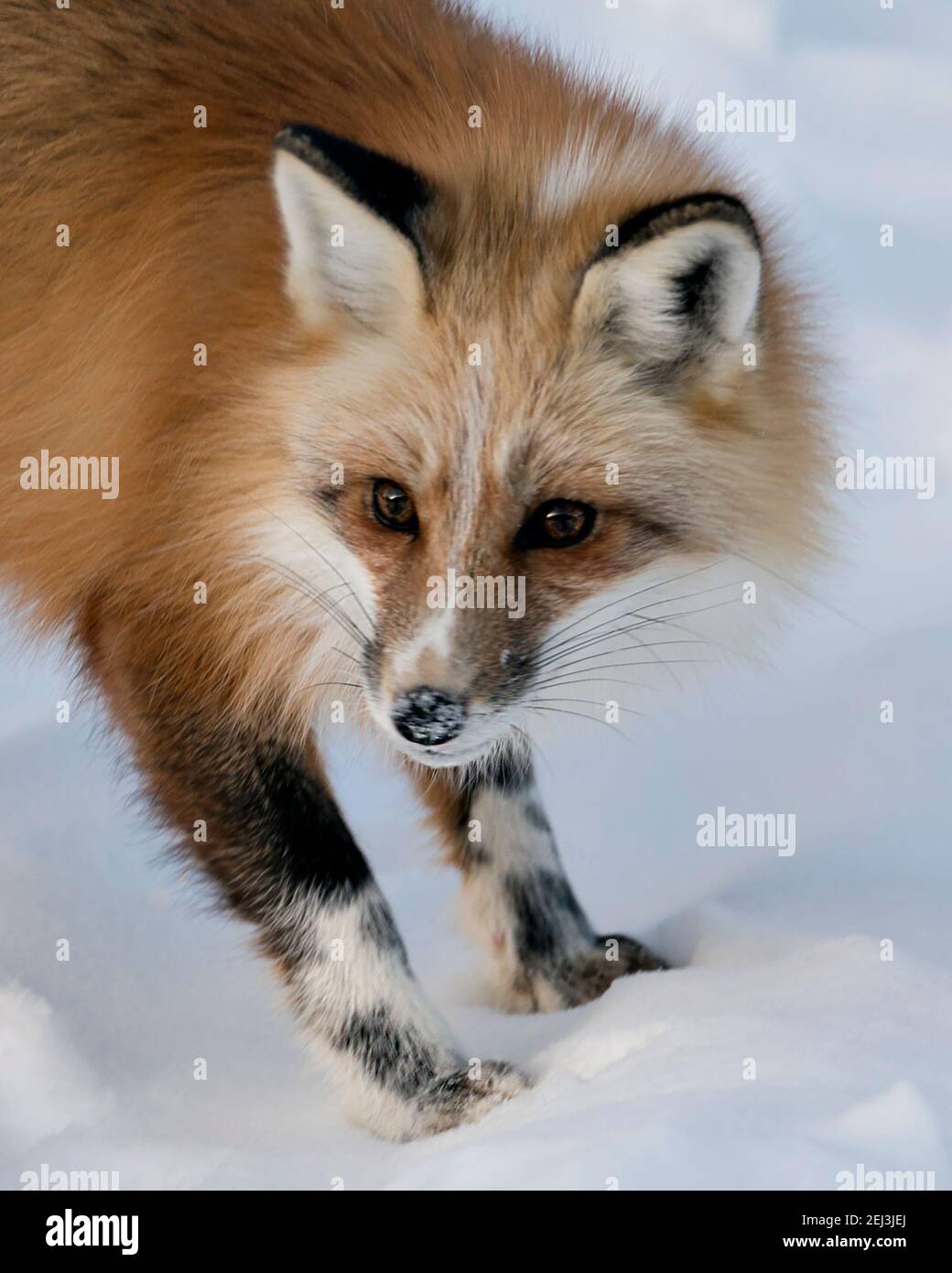 Red fox magazine cover hi-res stock photography and images - Alamy