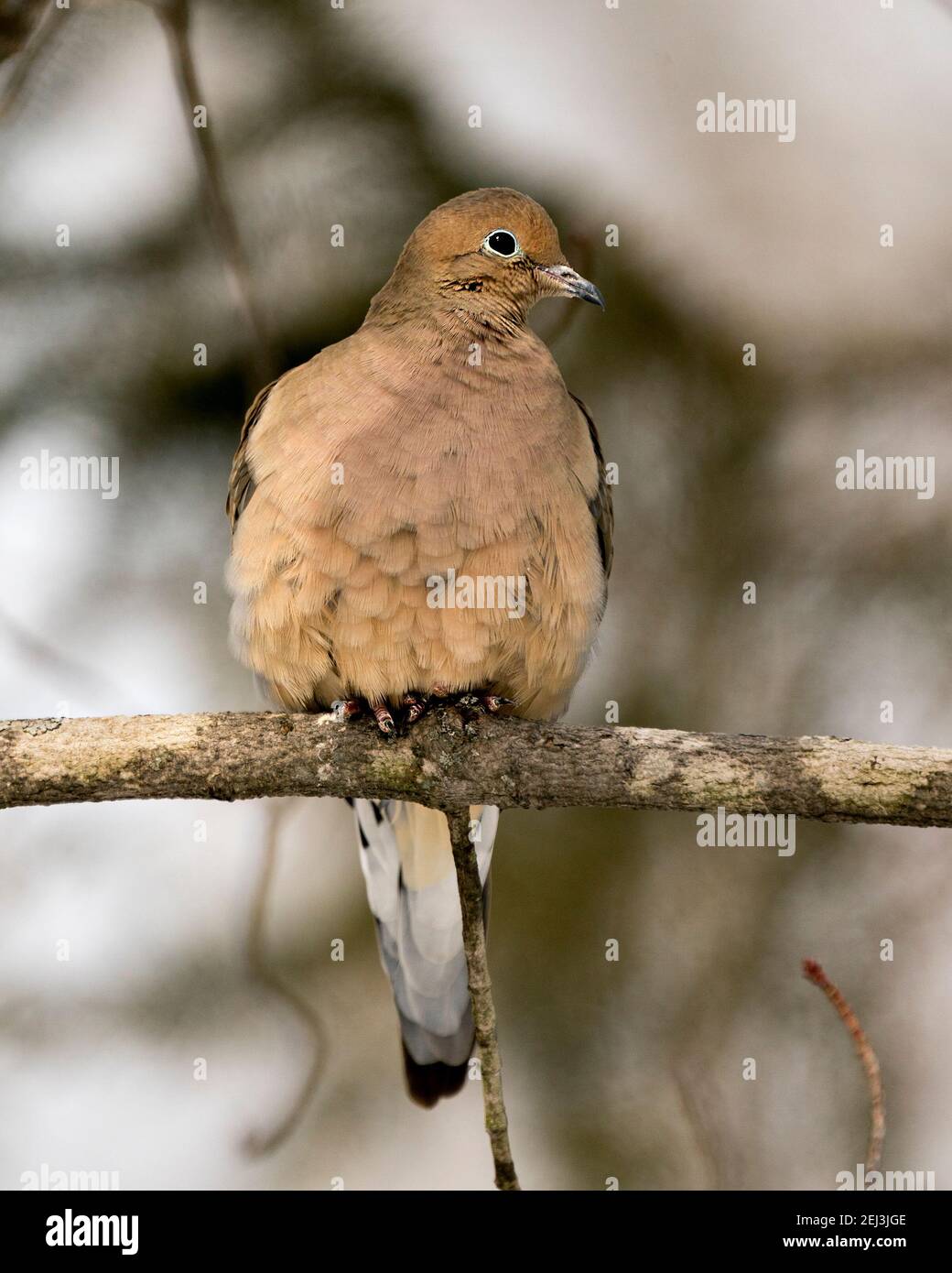 Mourning Dove close-up profile view perched on a tree branch with blur ...