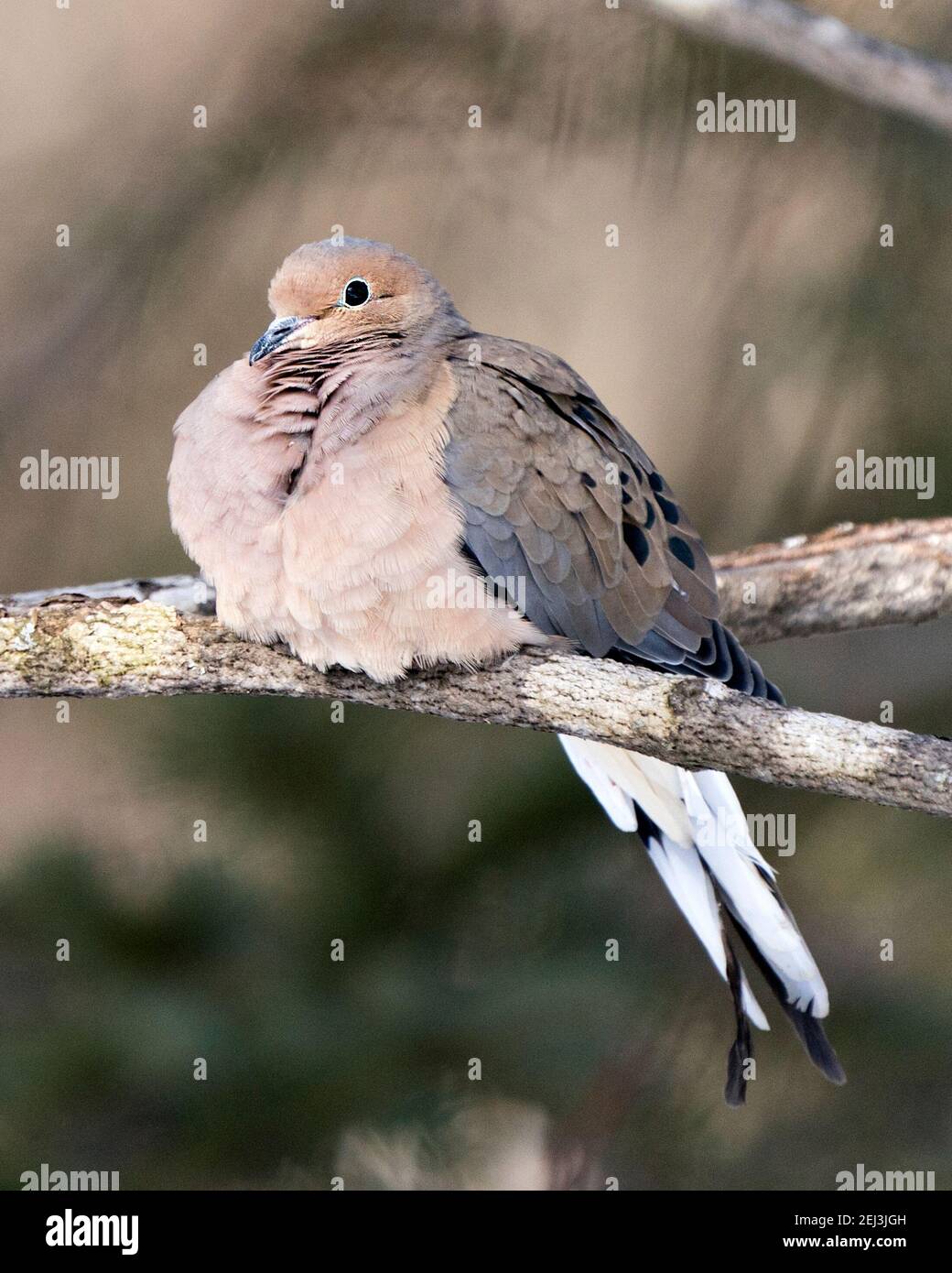 Mourning Dove close-up profile view perched on a tree branch with blur ...