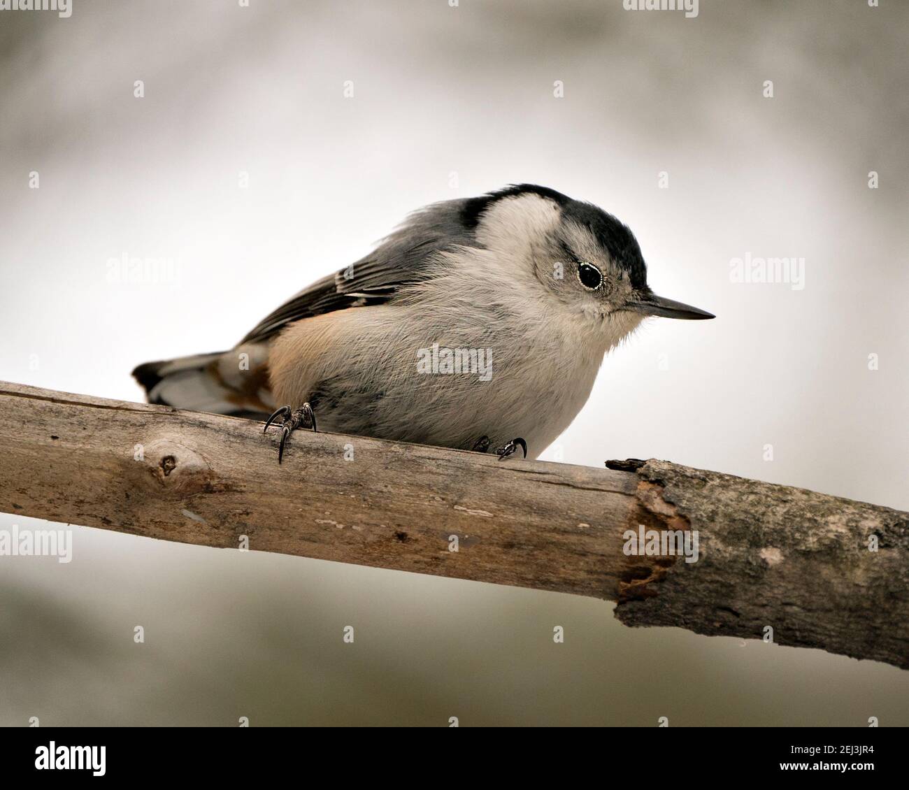 White-Breasted Nuthatch close-up profile view perched on a branch with ...