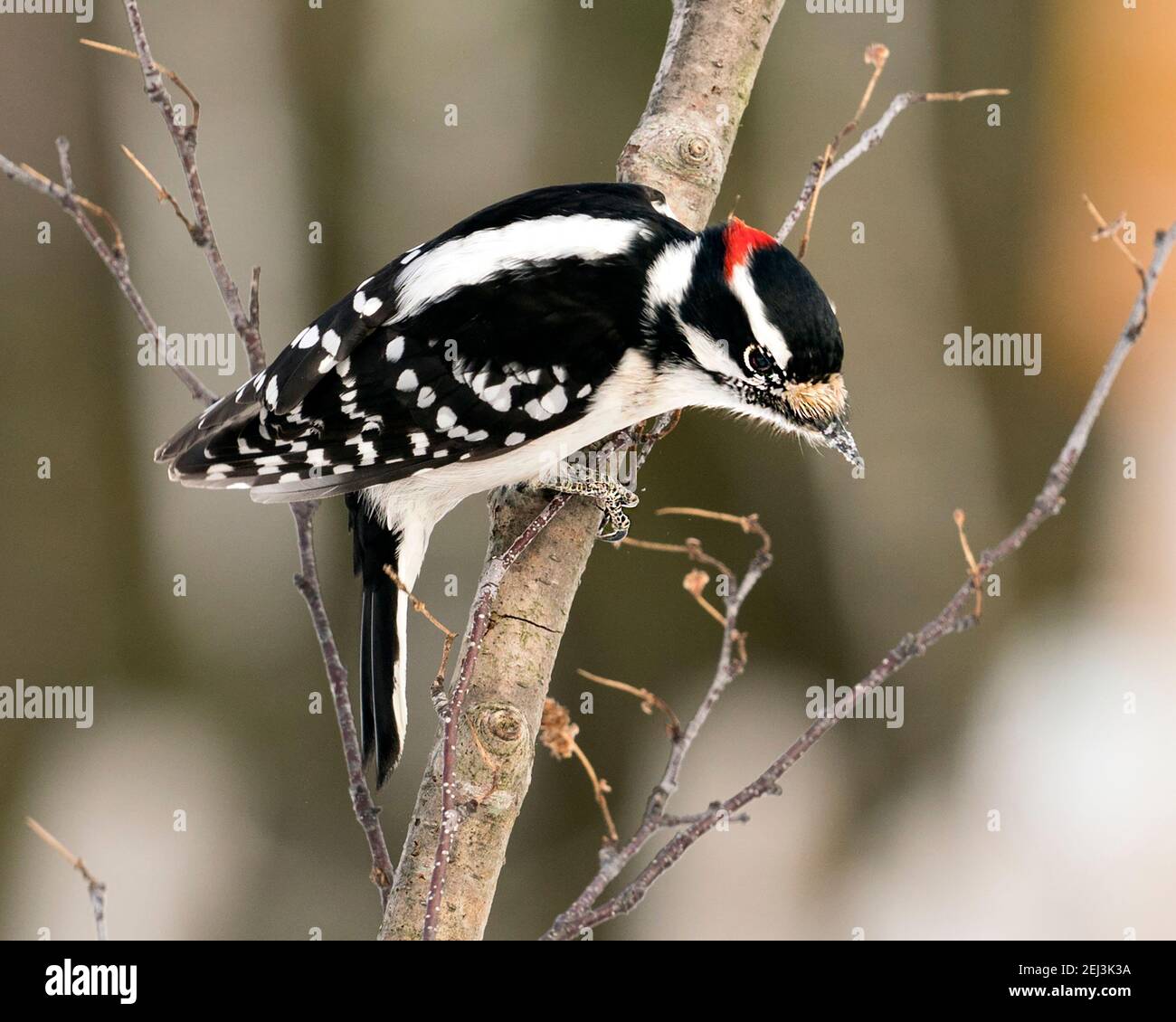 Woodpecker and ecosystem benefit hi-res stock photography and images ...