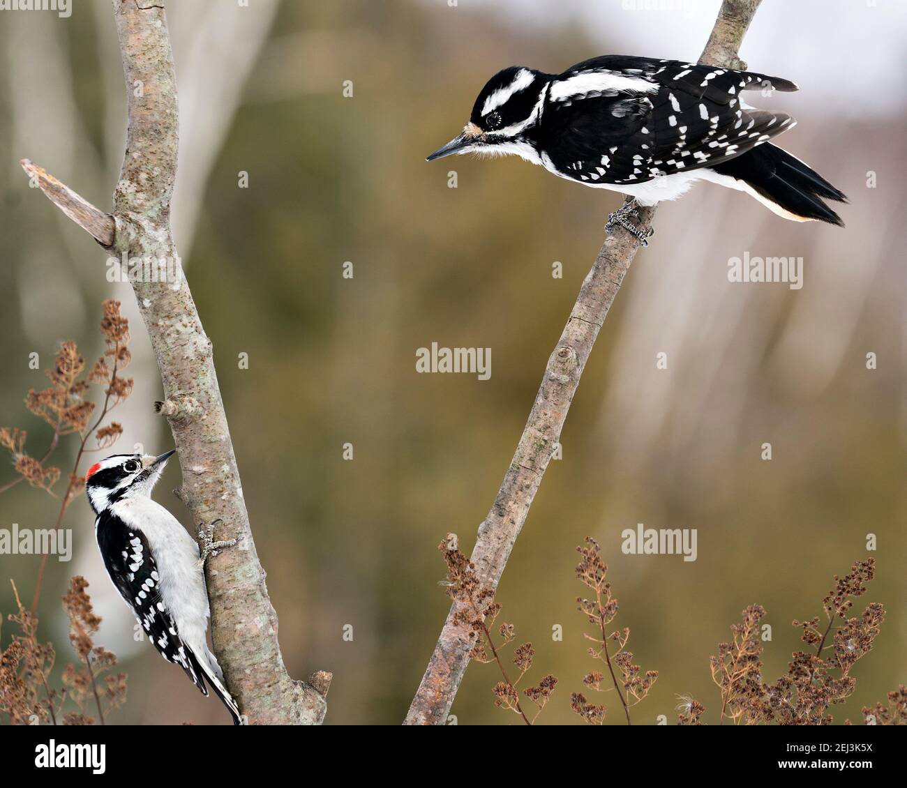 Woodpecker couple close-up profile view perched on tree branch in their ...