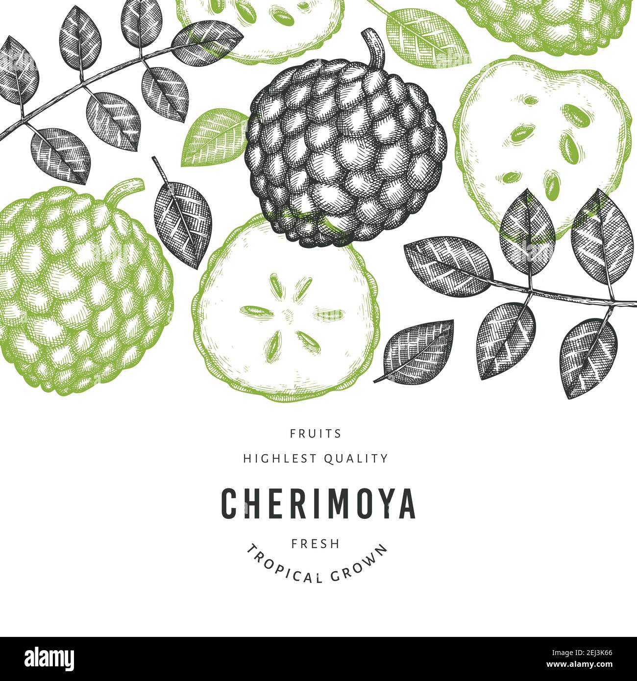 Hand drawn sketch style cherimoya banner. Organic fresh fruit vector ...