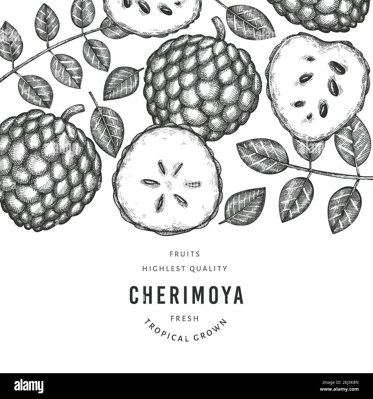 Hand drawn sketch style cherimoya banner. Organic fresh fruit vector ...